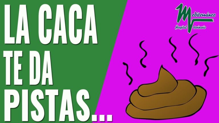 Cacas amarillas en perros: ¿Qué las causa y cómo solucionarlo ...
