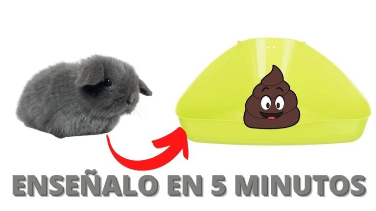 ¿Problemas con la caca de tu conejo? Descubre cómo solucionarlo ...