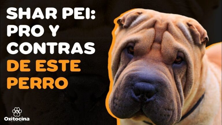 Descubre las ventajas y desventajas de tener un Shar Pei como mascota ...