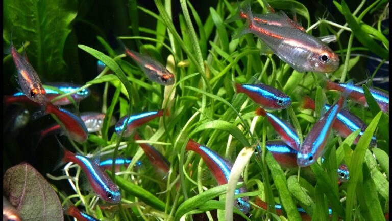 Descubre al Pez Neon Rosa, la Espectacular Criatura Acuática de Colores ...