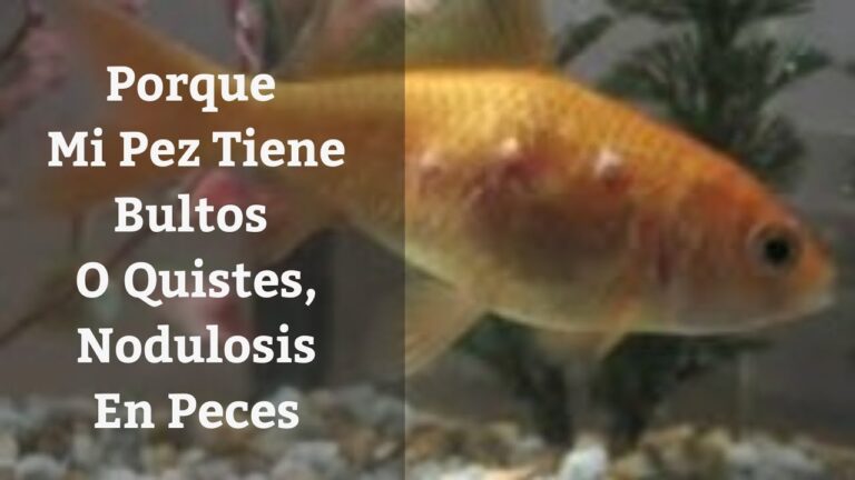 Sorprendente hallazgo: pez con bulto en su costado desata curiosidad ...