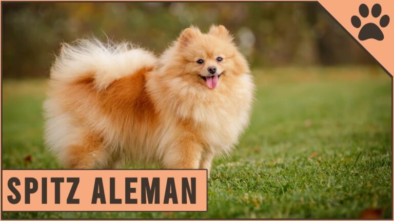 ¿Conoces al majestuoso Spitz Alemán Grande? Descubre todo sobre esta imponente raza ...