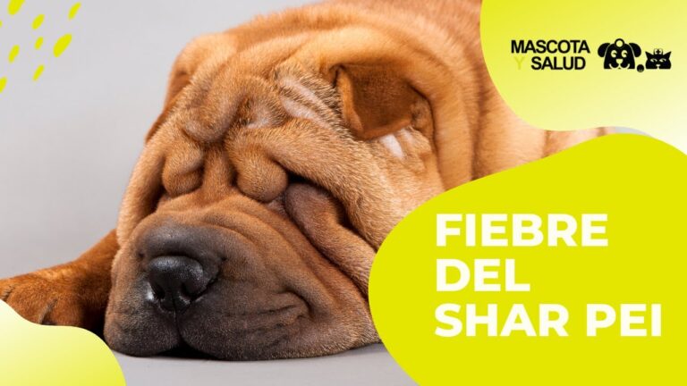 Descubre la fiebre del shar pei y cómo prevenirla en tu mascota ...