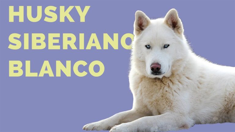 Husky siberiano: ¿Sabías que su esperanza de vida sorprende ...