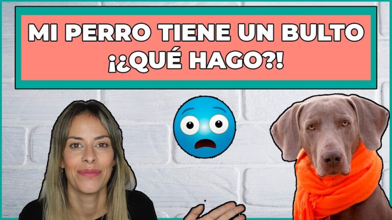 ¿Tu perro tiene bultos? Descubre las causas y tratamientos para esta ...