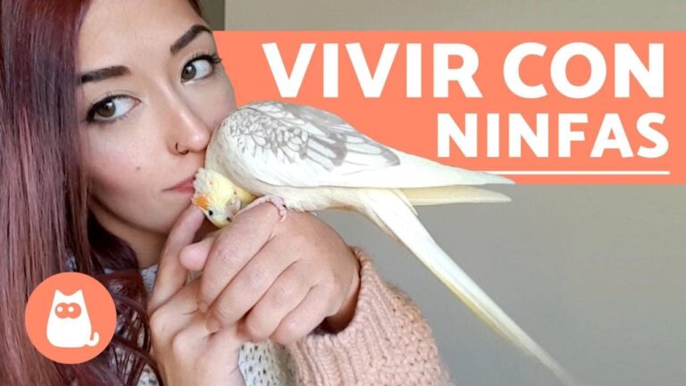 Descubre los imprescindibles cuidados de una ninfa en 7 pasos ...