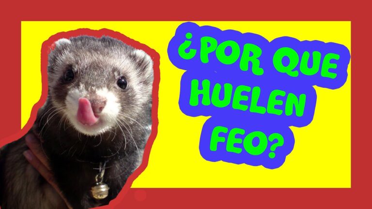 Adiós al mal olor: Cómo solucionar el problema de los hurones que ...