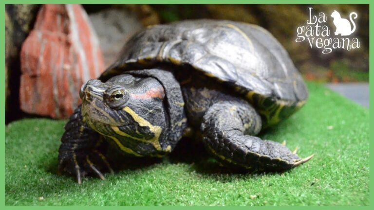 Descubrimiento sorprendente: tortugas tienen corazón | Actualizado ...