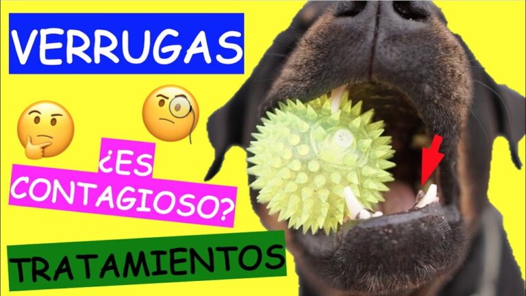 Nunca había visto algo así: impactantes imágenes de verrugas en perros ...