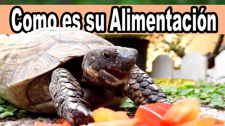 Descubre la dieta ideal para tu tortuga de tierra: consejos de ...