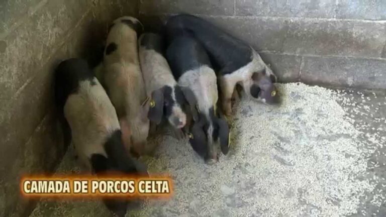 Orejas de tamaño medio y bien espaciadas: La clave de la armonía facial ...