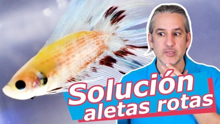 Enfermedades comunes del gato dorado africano: Una guía concisa ...