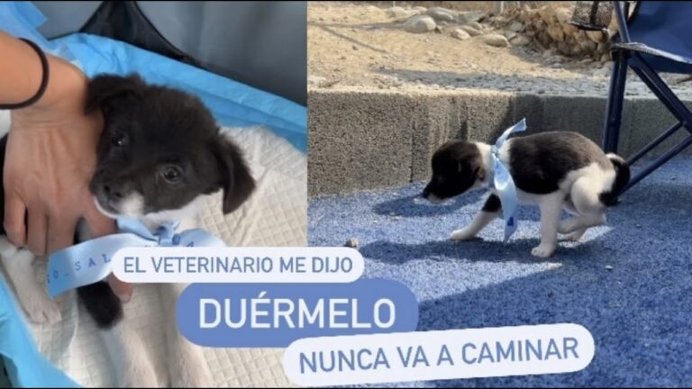 Check-ups veterinarios para gatos rescatados: Cuidado óptimo y ...