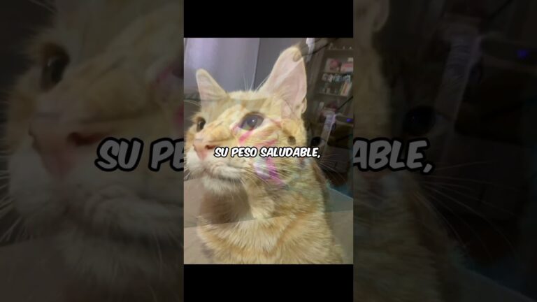 Los beneficios de mantener las uñas de tu gato cortas y limpias ...