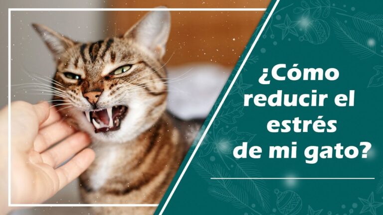 Consejos para reducir el estrés en gatos | Actualizado mayo 2026
