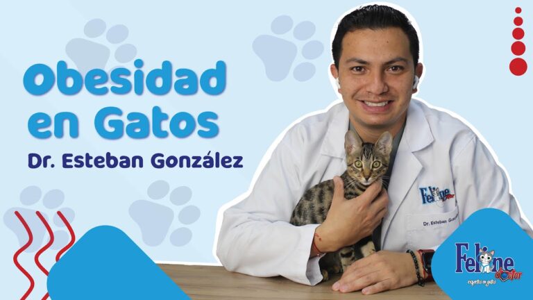 Trastornos hormonales en gatos obesos: una mirada concisa y optimizada ...