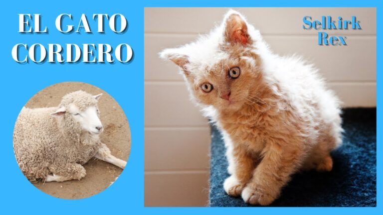 Las características de personalidad del gato Selkirk Rex: Una mirada ...