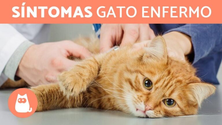 Señales de enfermedad en gatitos: Cómo identificar y actuar rápidamente ...