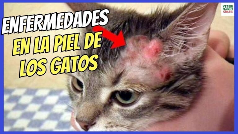 Enfermedades cutáneas comunes en gatos: Una visión general ...