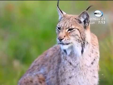 Características del Gato Dorado Africano: Todo lo que debes saber ...