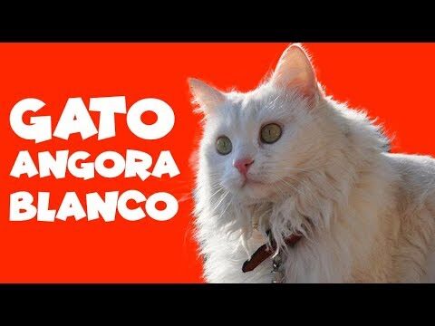 Mejores formas de entretener a tu gato Angora Turco en casa ...