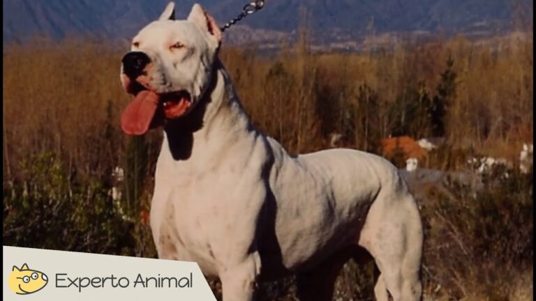El cuerpo musculoso del gato dorado africano: Un vistazo impresionante ...